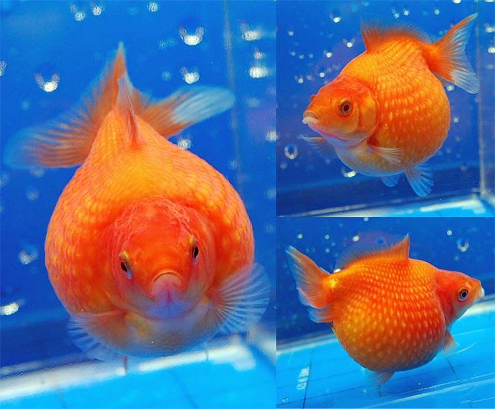 Fresh Water Aquariums: Pearlscale Facts