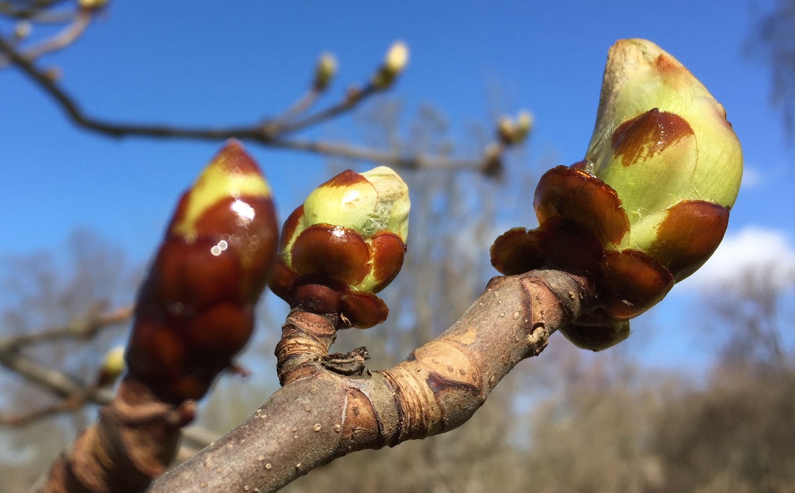 Vår husbilsblogg: Klibbiga knoppar