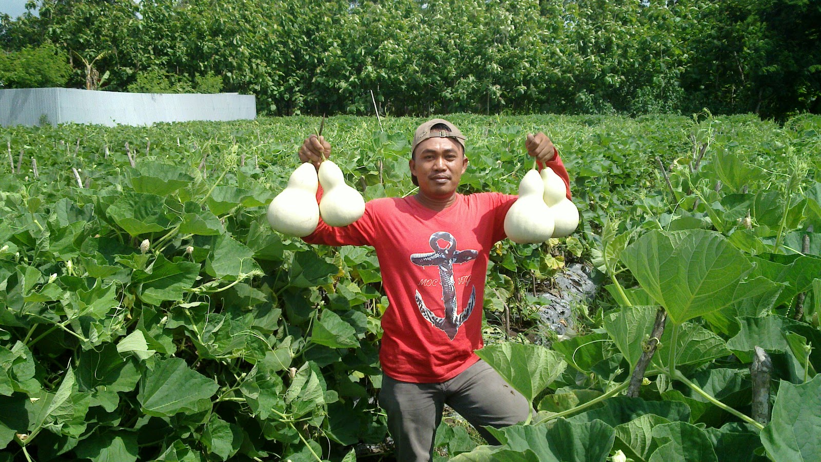 Labu China / Labu Botol / Labu Dewa mabuk / Labu Drunken Master