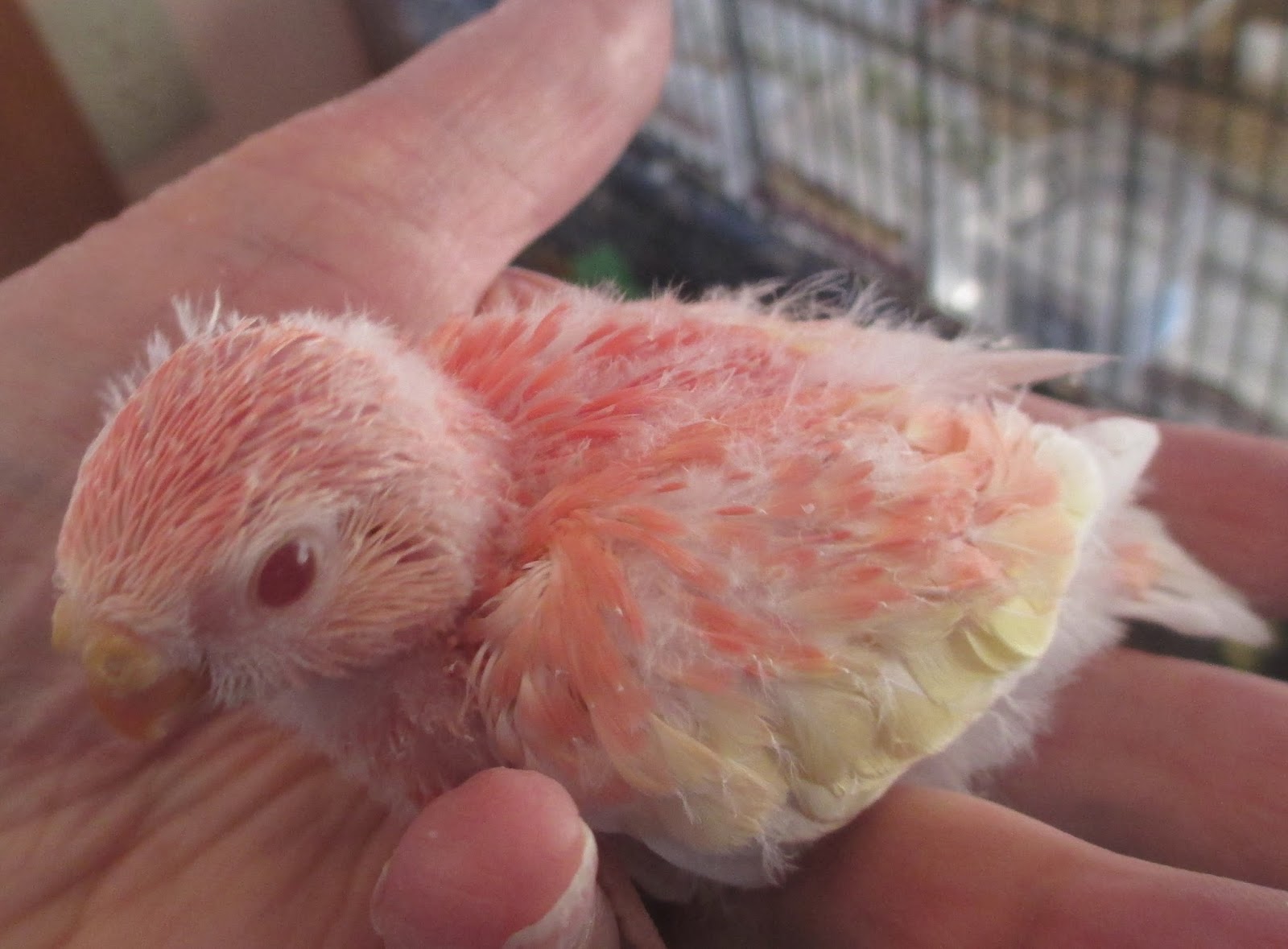 The Splendid Bourke Bird Blog: Bourke Parakeet Babies, Four Different ...