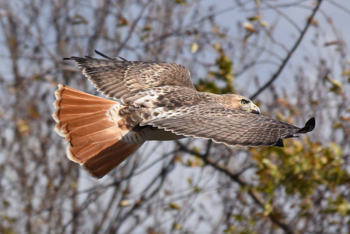 Endangered New Jersey