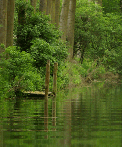 vavelhaber: ART AND NATURE GIF ANIMATIONS (2) ΦΥΣΗ ΚΑΙ ΤΕΧΝΗ