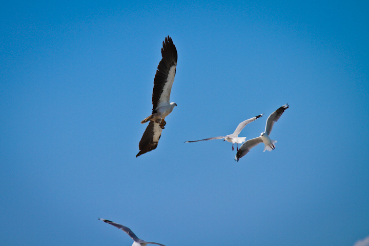 Pohjalla: Korallimeri ja Suuri Valliriutta