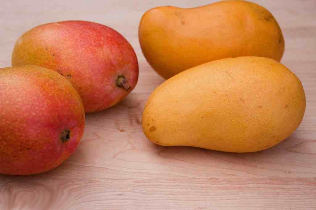 Trees Planet: Mangifera indica - Mango Tree