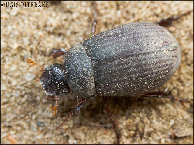 Uģa Piterāna dabas foto blogs: Eļļas vabole un retums