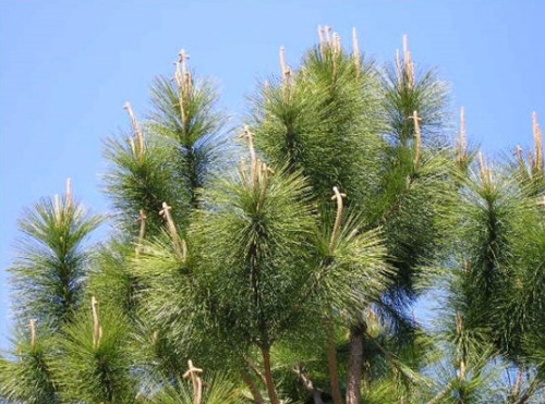 Cheed Tree - चीड़ का पेड़ ~ Apni Devbhoomi [Uttarakhand]