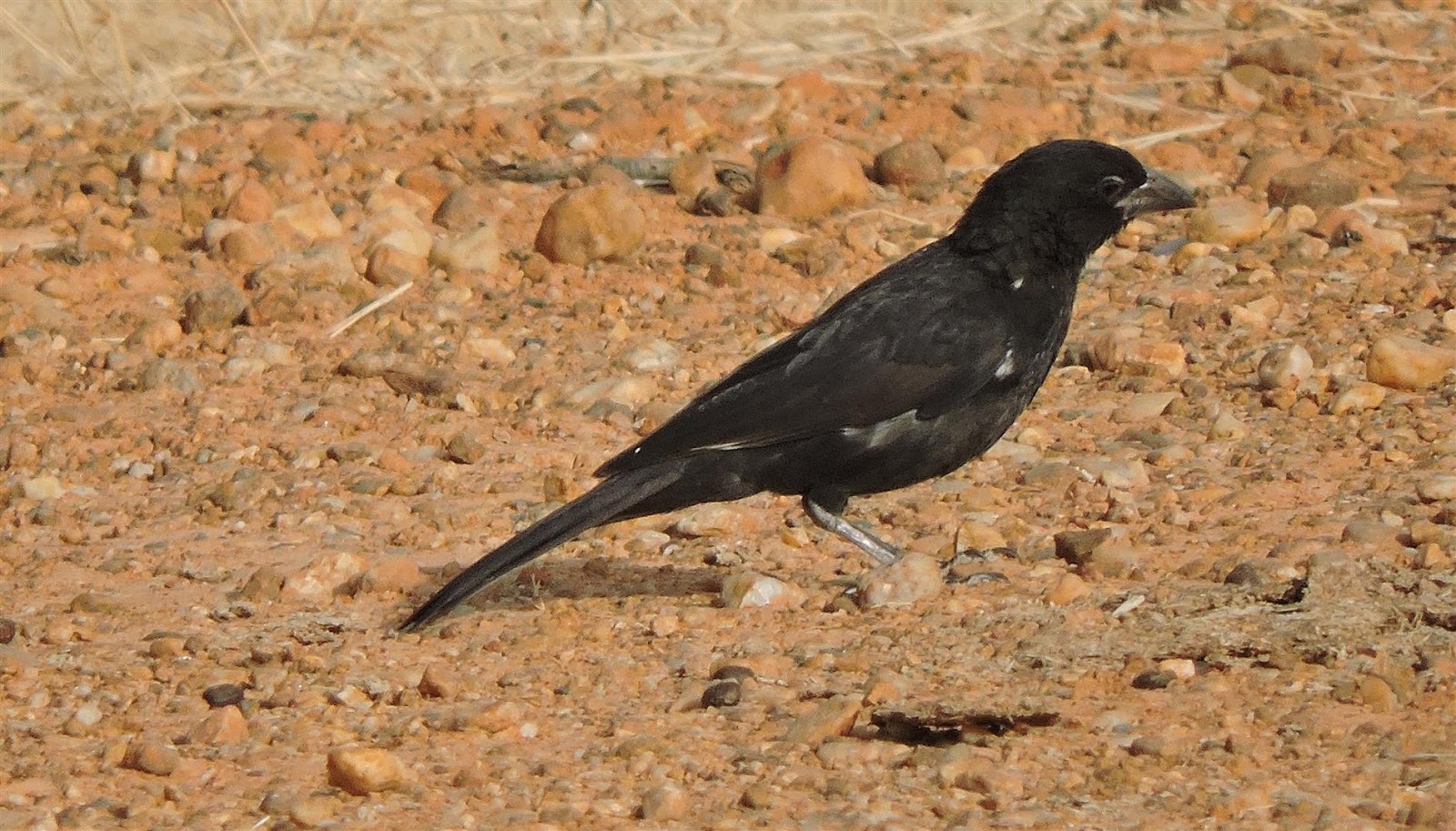 Birding for a Lark: Lake Ganky