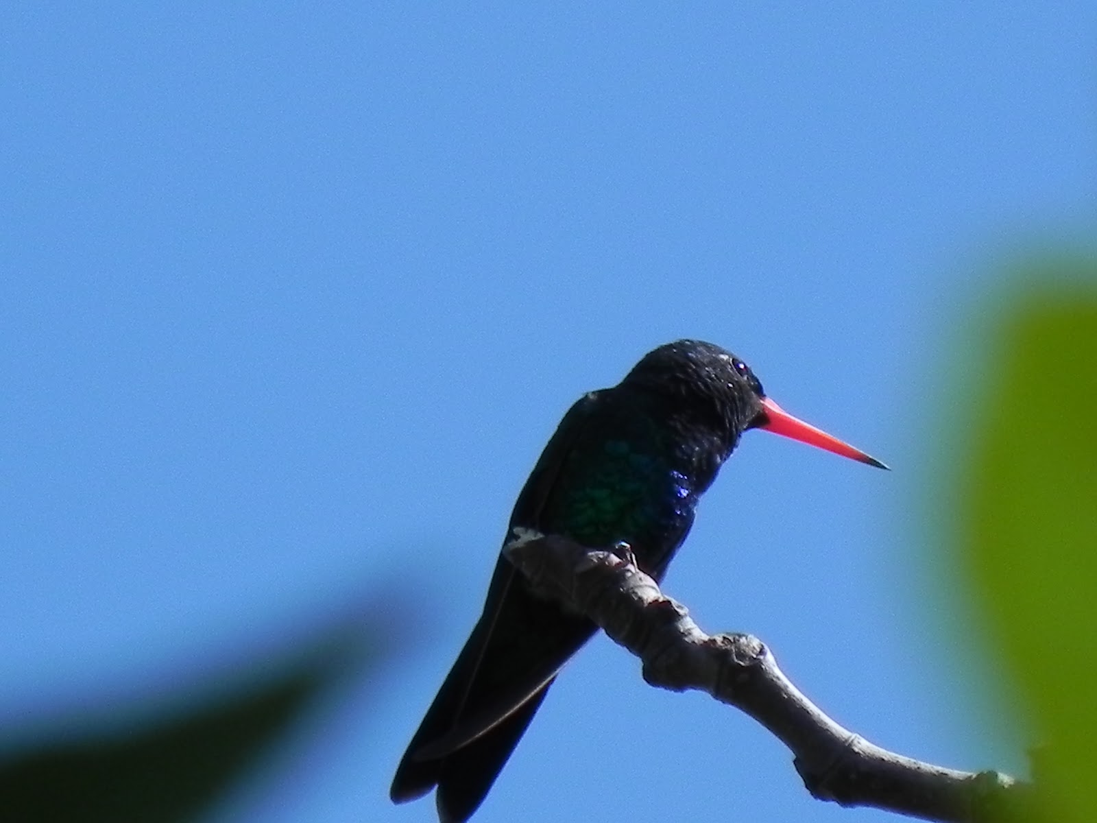 Fotografías De La Fauna Argentina
