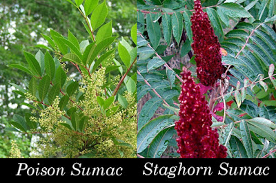 Pantry Keeping: Weeds that are Actually Medicine, Sumac