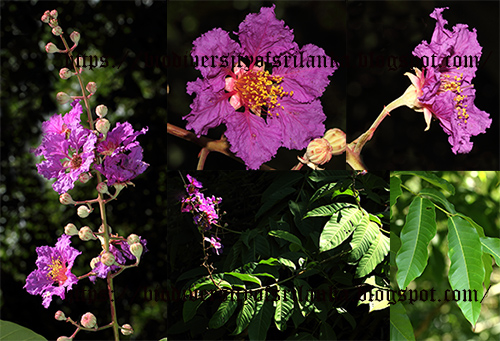 Biodiversity of Sri Lanka: මුරුත[Muruta]/Pride of India/Queen's flower ...