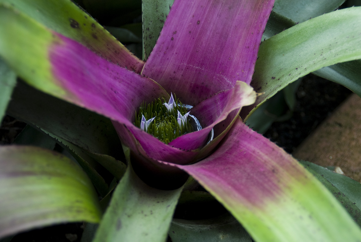 brain soup lust: Bromeliad Neoregelia 'Purple Rain'