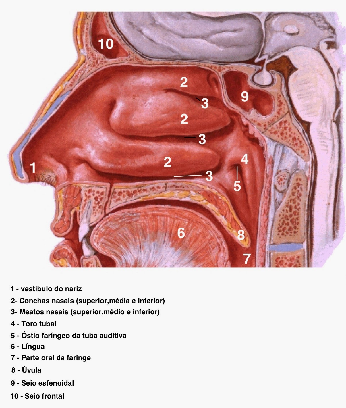 ANATOMIA É VIDA: 2015