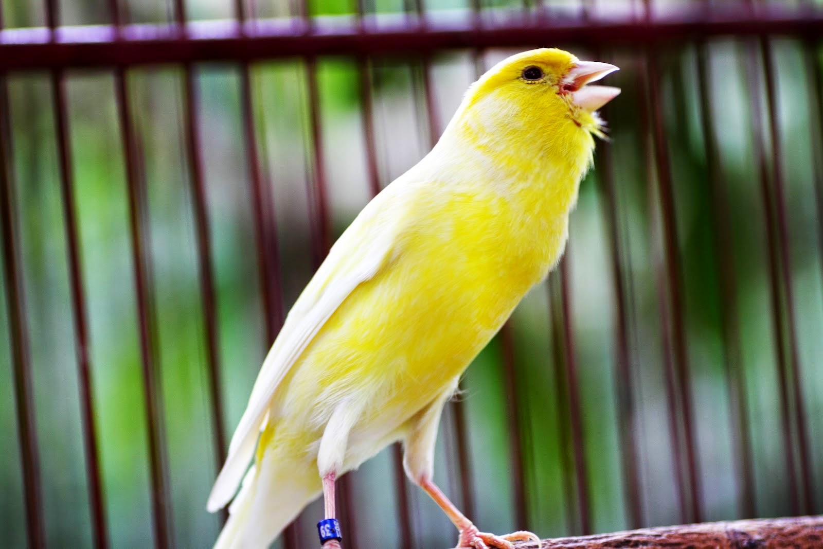 Informasi Dunia Burung