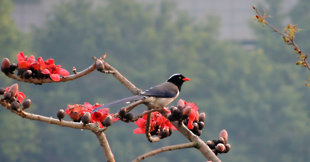 Zoology Jottings: Red-billed Blue Magpies in Hong Kong