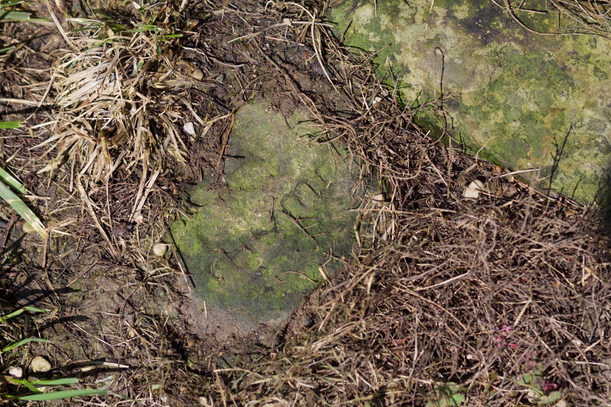 Barefoot in the Basil