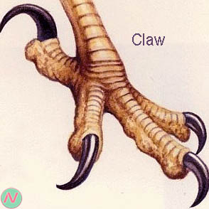 Land Birds Name Meaning & Image | Necessary Vocabulary | Birds ...