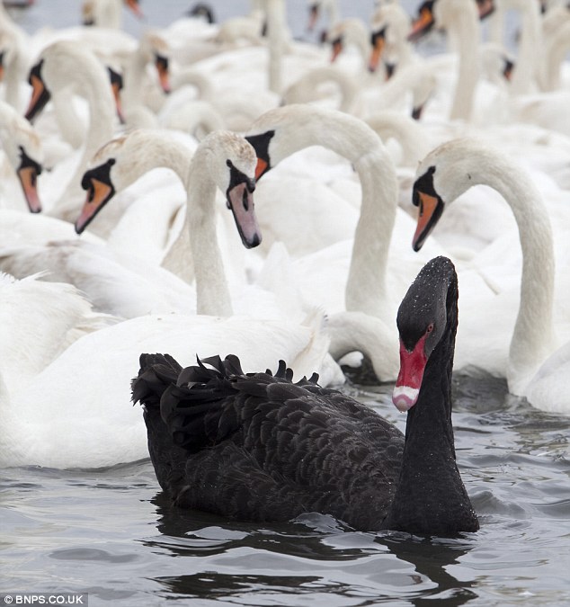 The animal zone: Bet he's ruffled a few feathers... Black swan stands ...