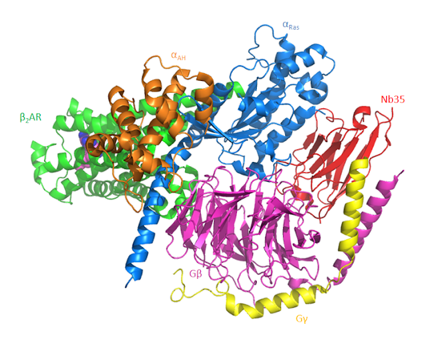 Crystal Structure of the Beta-2 Adrenergic Receptor-Gs Protein Complex ...