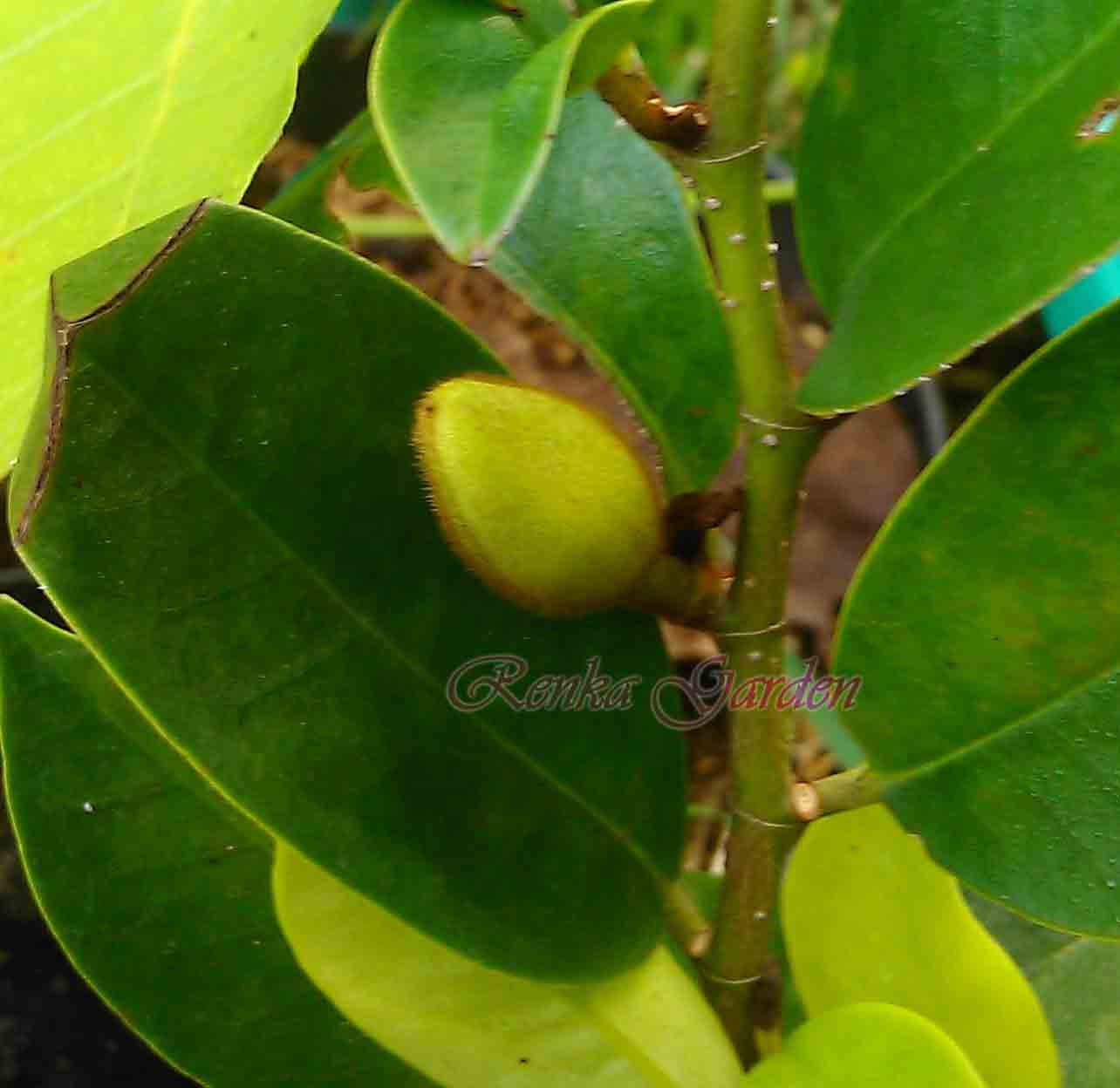 Terbaru 18+ Gambar Bunga Cempaka Mulya - Gambar Bunga Indah