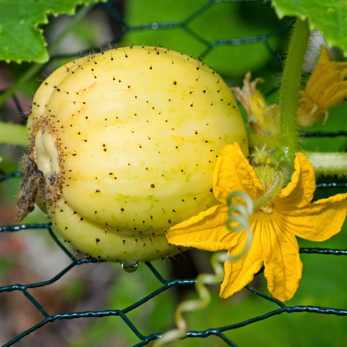 Le jardin de Pestoune: Concombre Lemon