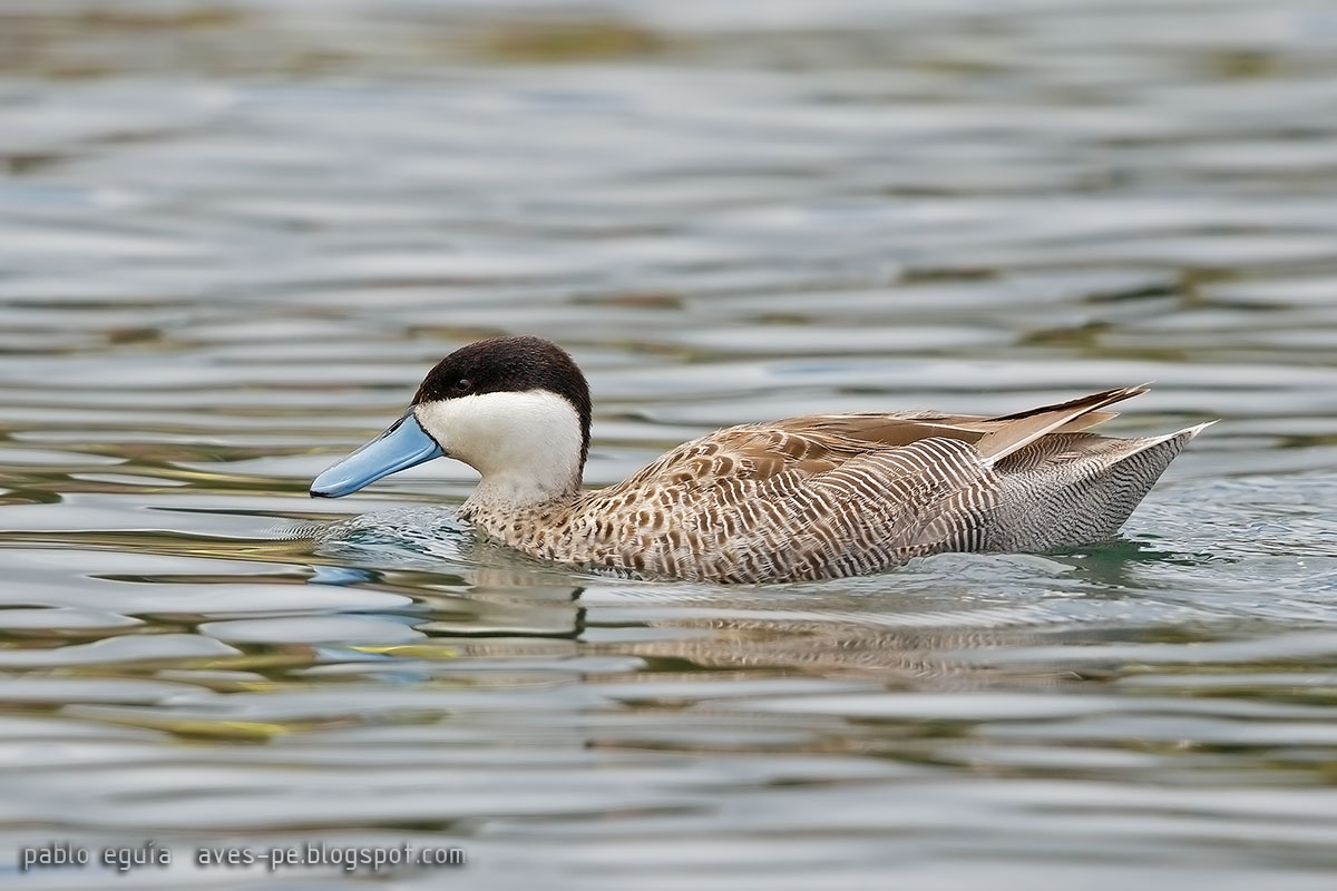 mis fotos de aves: Spatula puna Pato Puneño Puna Teal
