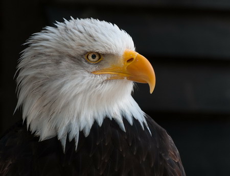What Is Eagle Animals And What About Their Characteristics? Check here