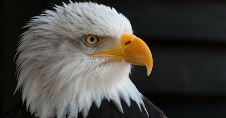 What Is Eagle Animals And What About Their Characteristics? Check here