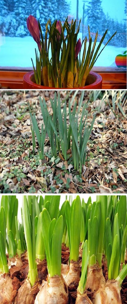 Growing a Spring Bulb Garden Indoors - all-garden-world