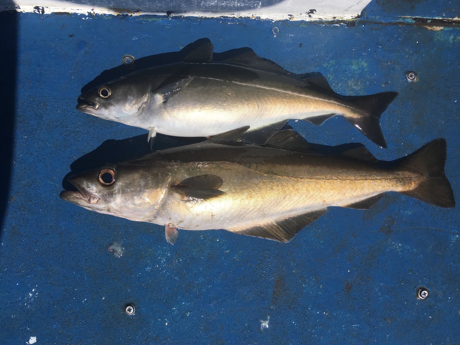 Nerdy Angler: 2018 Species List