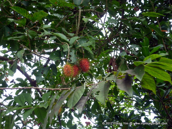 My Nice Garden: We Have Tico Berry at KLCC Park