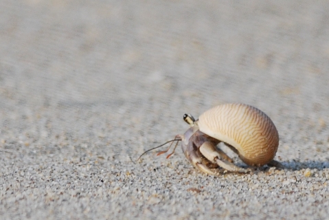 Singapore Wild Animals: Crabs