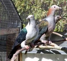 Pigeons And Parrots: Elegant Imperial Pigeon