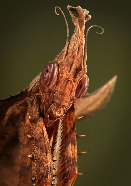 King of Mantis.(10 Pictures)