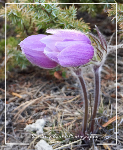 Prairie Wildflowers: Prairie Crocus: First Growth from Dry Grasses