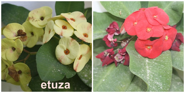 Rambang Mata Susah Lah Hendak Memilih Pesona Baiduri