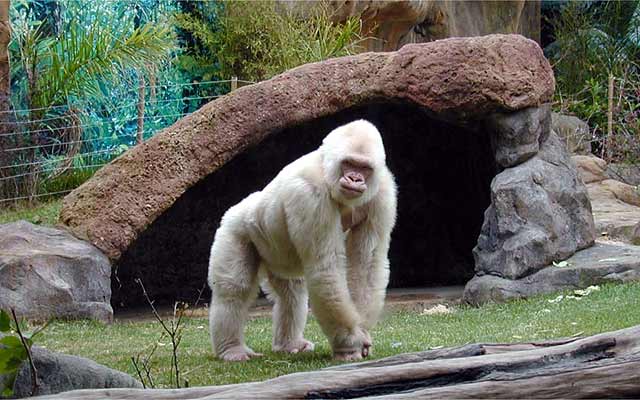 Animales con encanto: Copito de Nieve