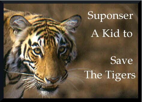 Save Our Tigers: Save Tiger