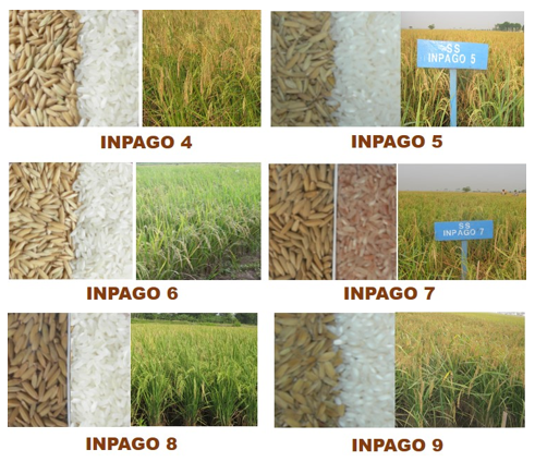 Jenis Jenis Varietas Padi Unggul Untuk Ditanam Dil Lahan Yang Kering ...