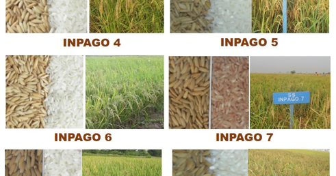 Jenis Jenis Varietas Padi Unggul Untuk Ditanam Dil Lahan Yang Kering - Blog Seputar Budidaya ...