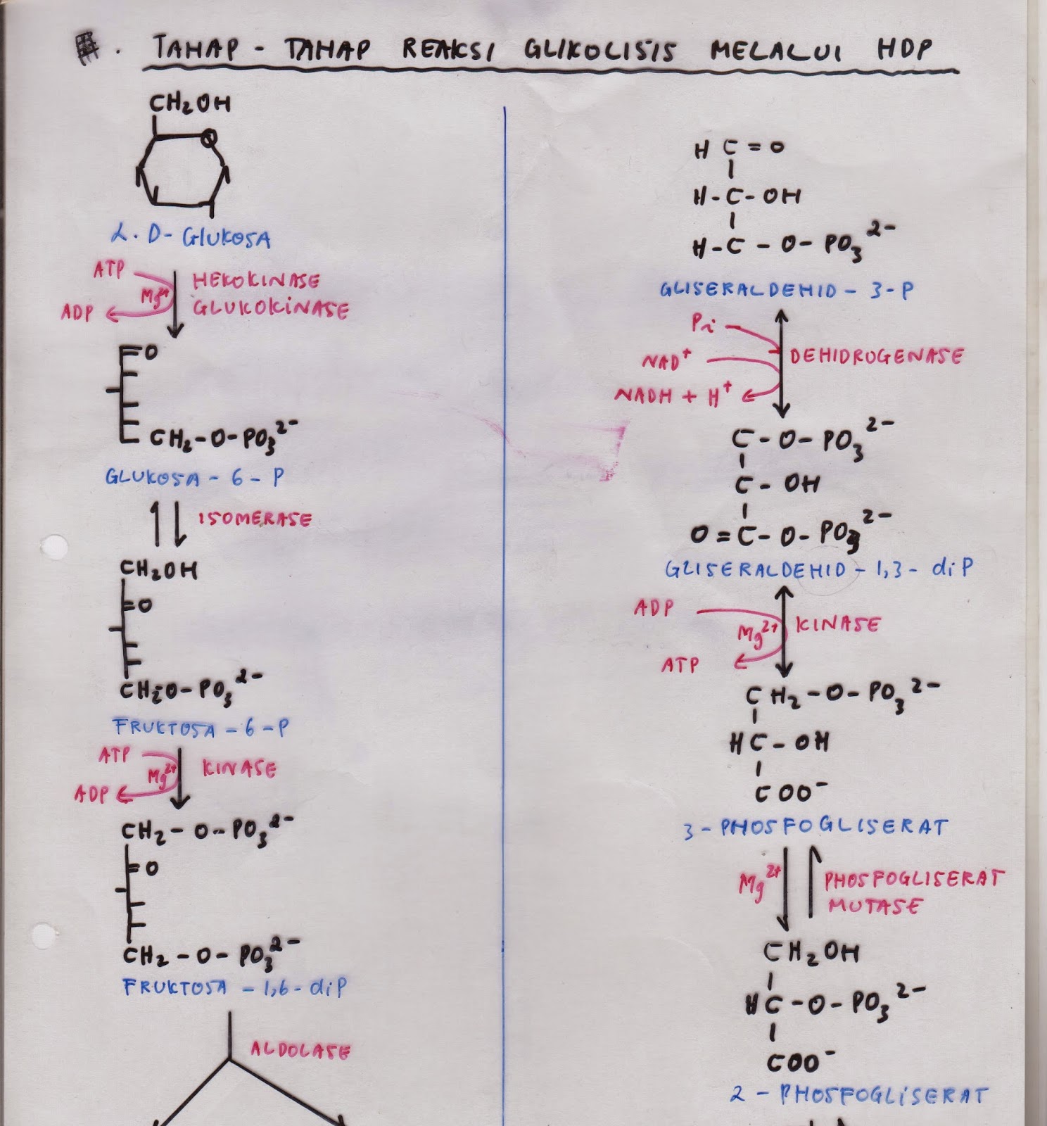 Metabolisme Karbohidrat secara Kimia Melalui Reaksi Enzimatis