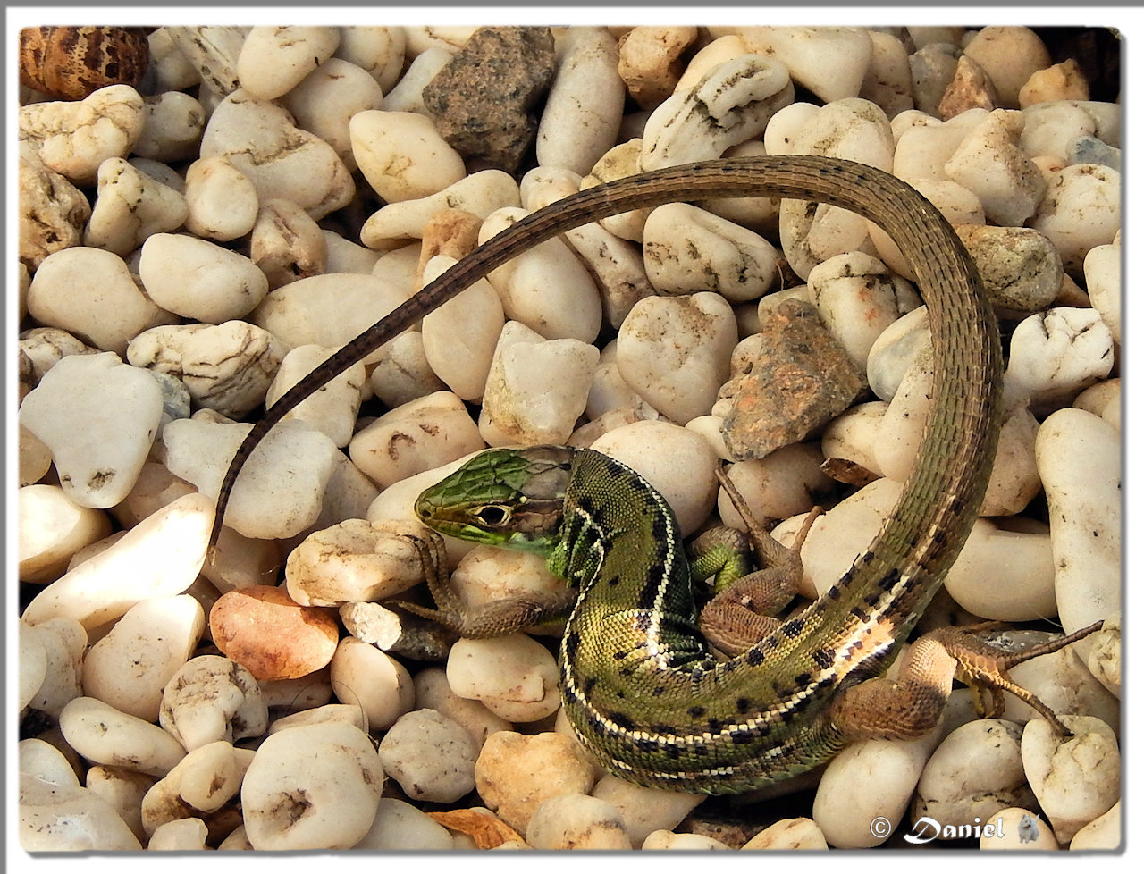 Photos Daniel: Lézard