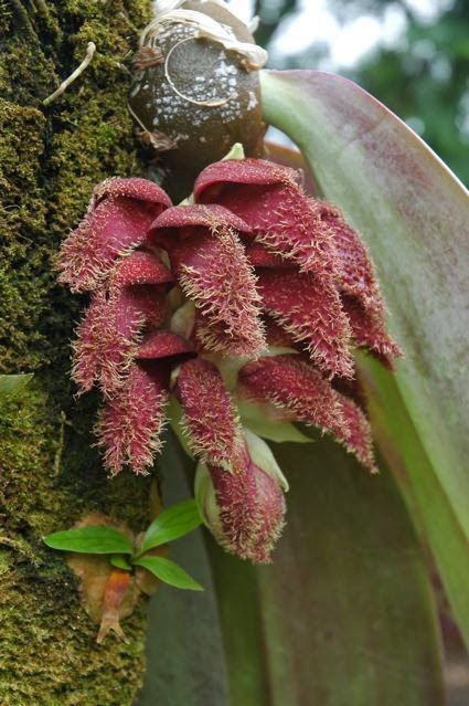CENTRA ANGGREK: Bulbophyllum Phalaenopsis (anggrek dasi)