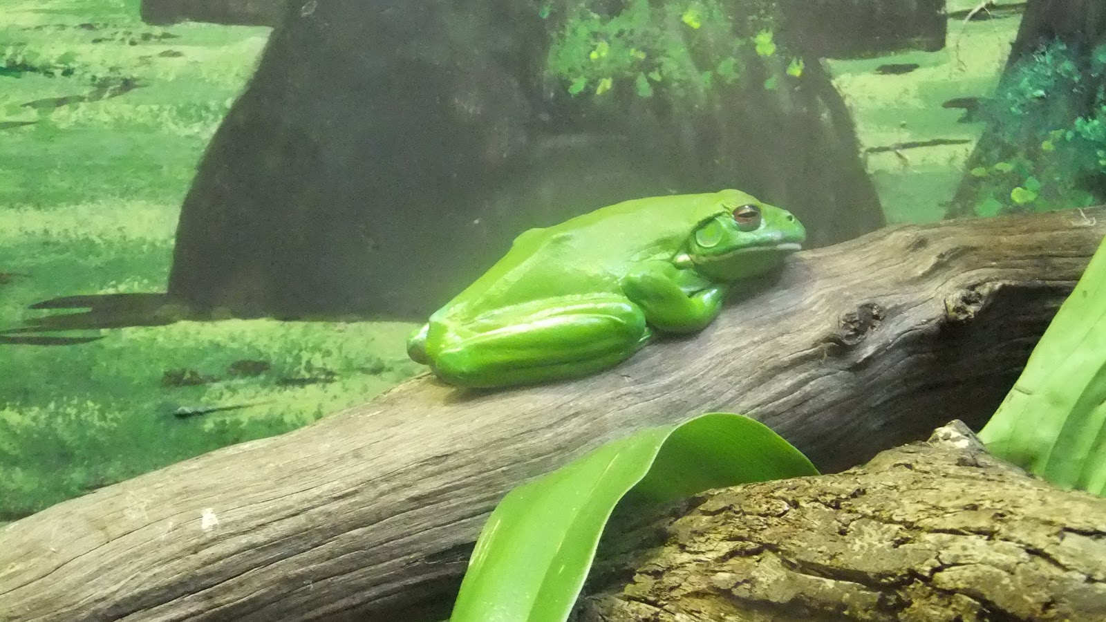 Justina-Overseas: Taronga Zoologijos Sodas Sidnėjus