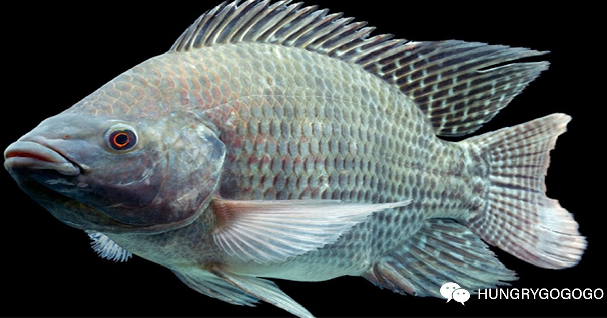 Philippines Tilapia Origin: Philippines Tilapia