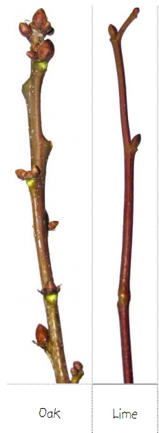 Becoming A Horticulturist: Plant ID Week 8: Winter twig identification