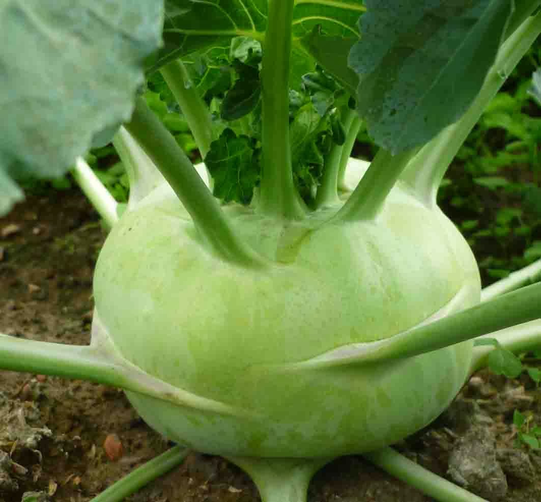 Góc trời riêng: Su hào và công dụng tuyệt vời của su hào