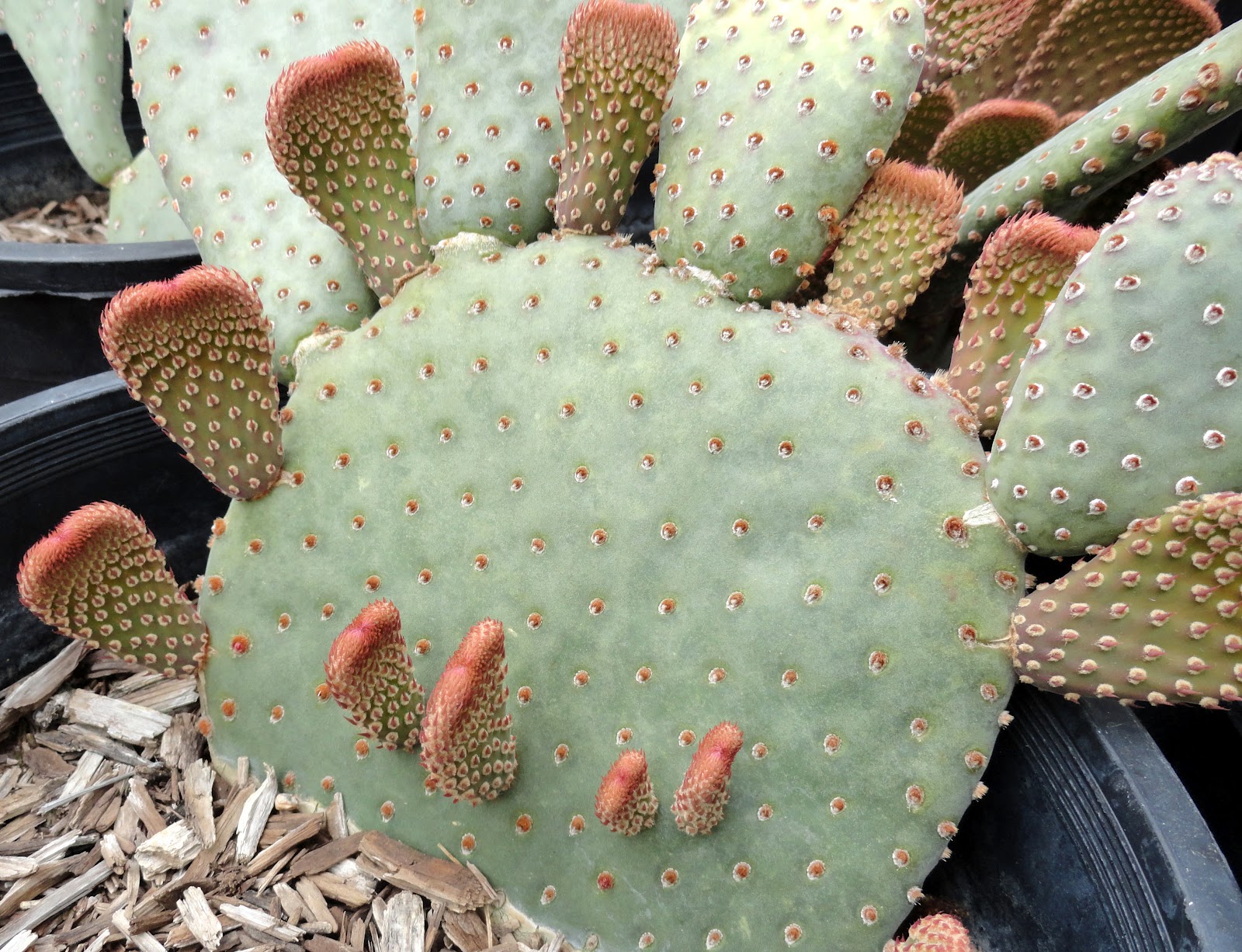 danger garden: Cactus Jungle, 2012 version