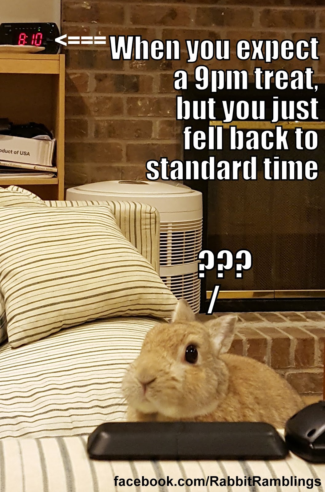 Rabbit Ramblings: RR Funny Bunny Memes