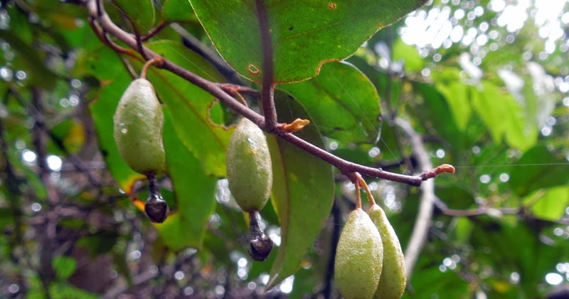 へたばる記: ツルグミ Elaeagnus glabra