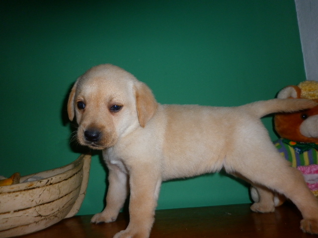 Labradori: Rasa Labrador